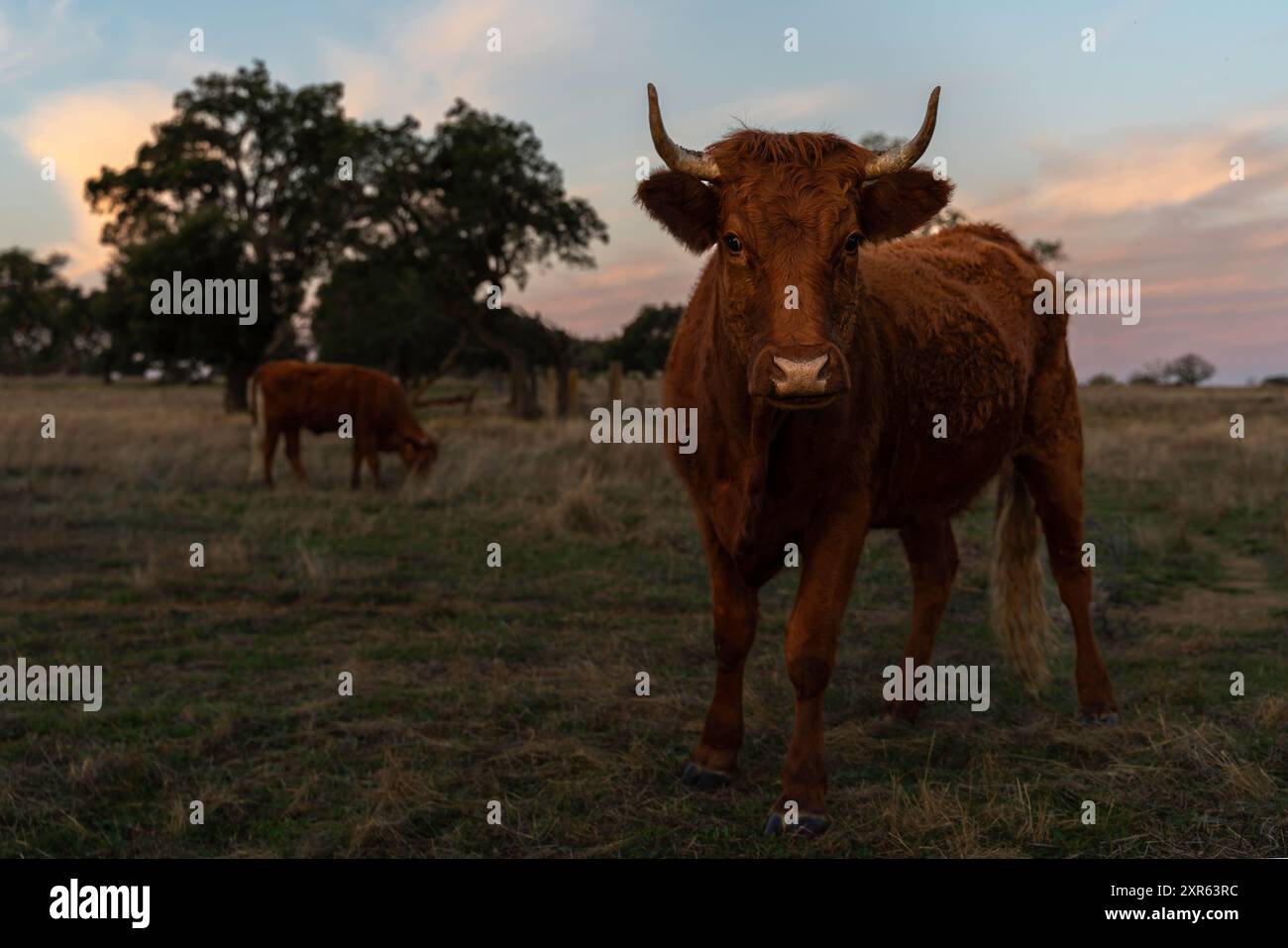 Retinta cow hi-res stock photography and images - Alamy