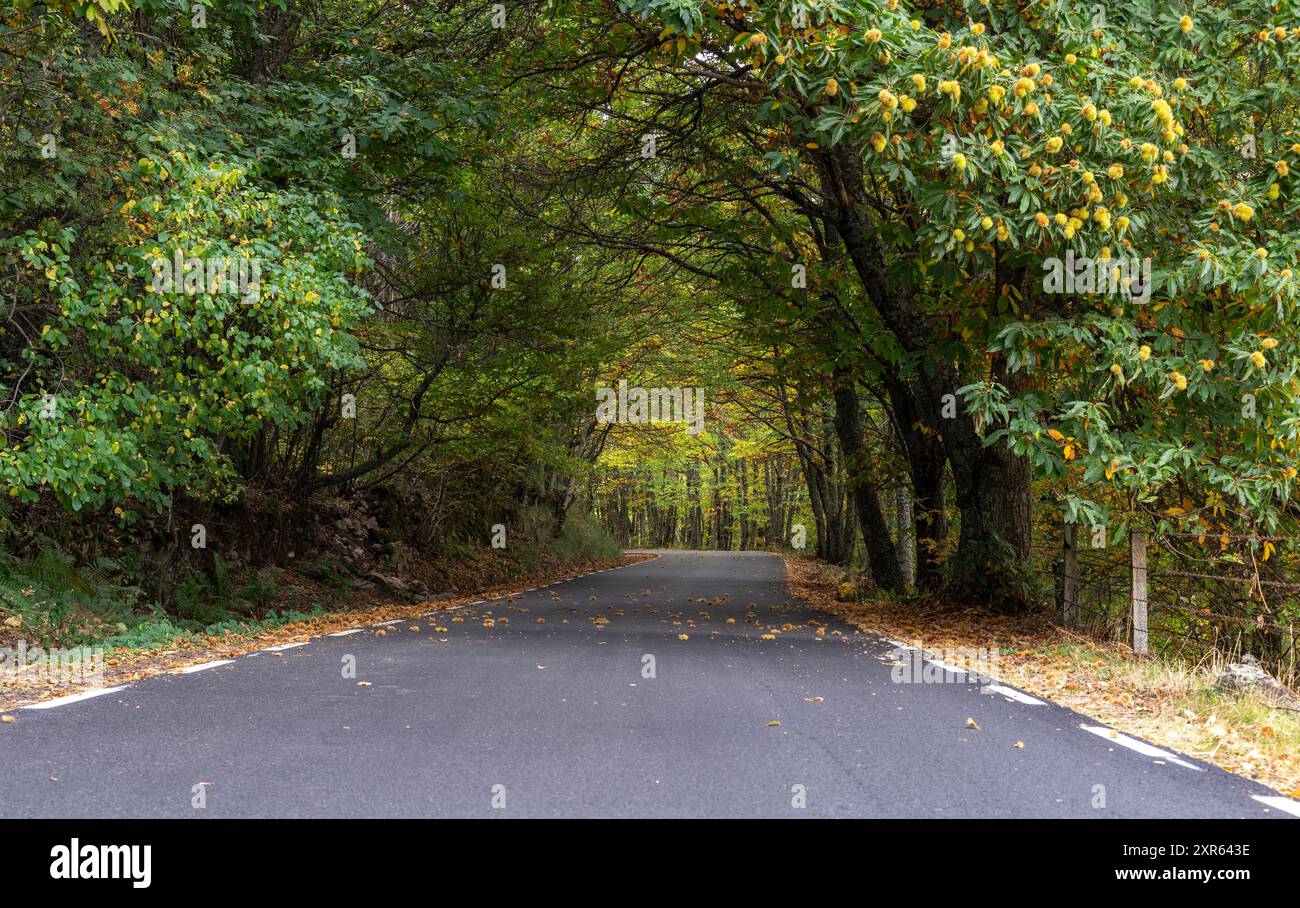 road passes through autumn landscape in chestnut groves Stock Photo - Alamy