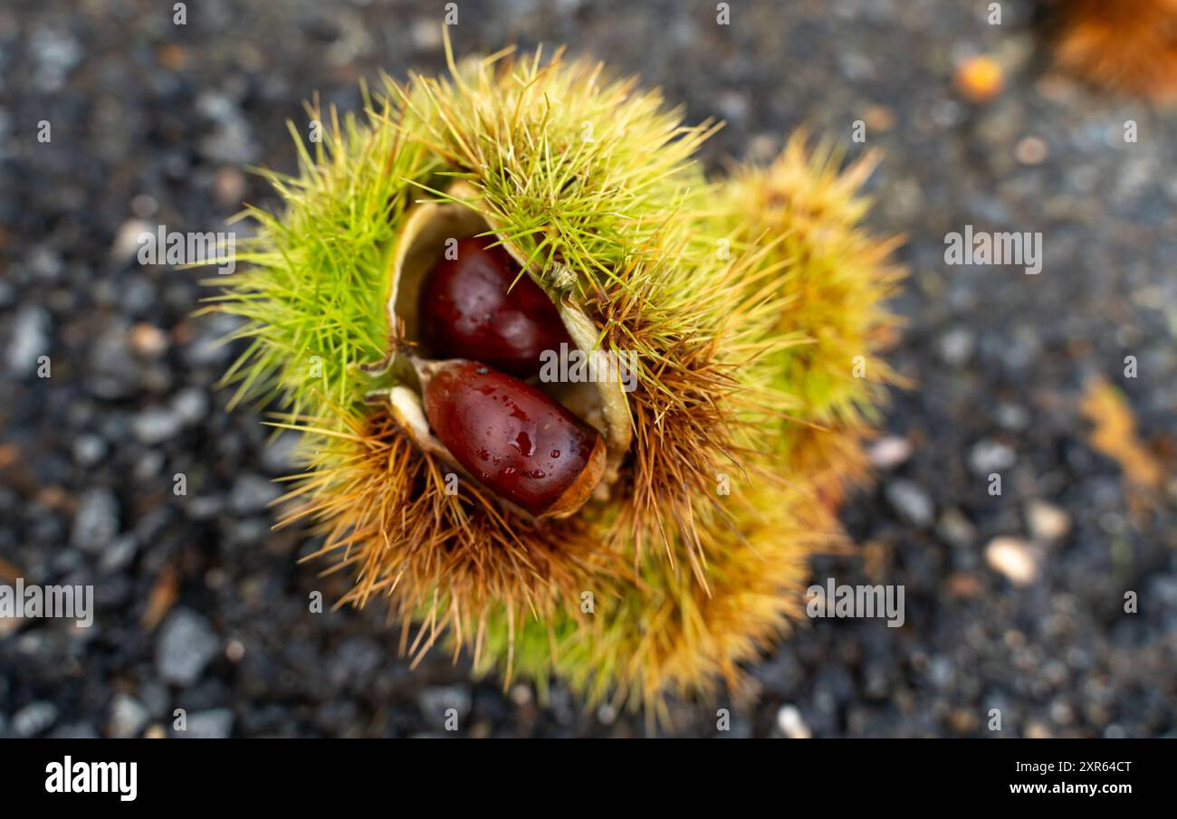 autumn texture with chestnuts on the hedgehog Stock Photo - Alamy