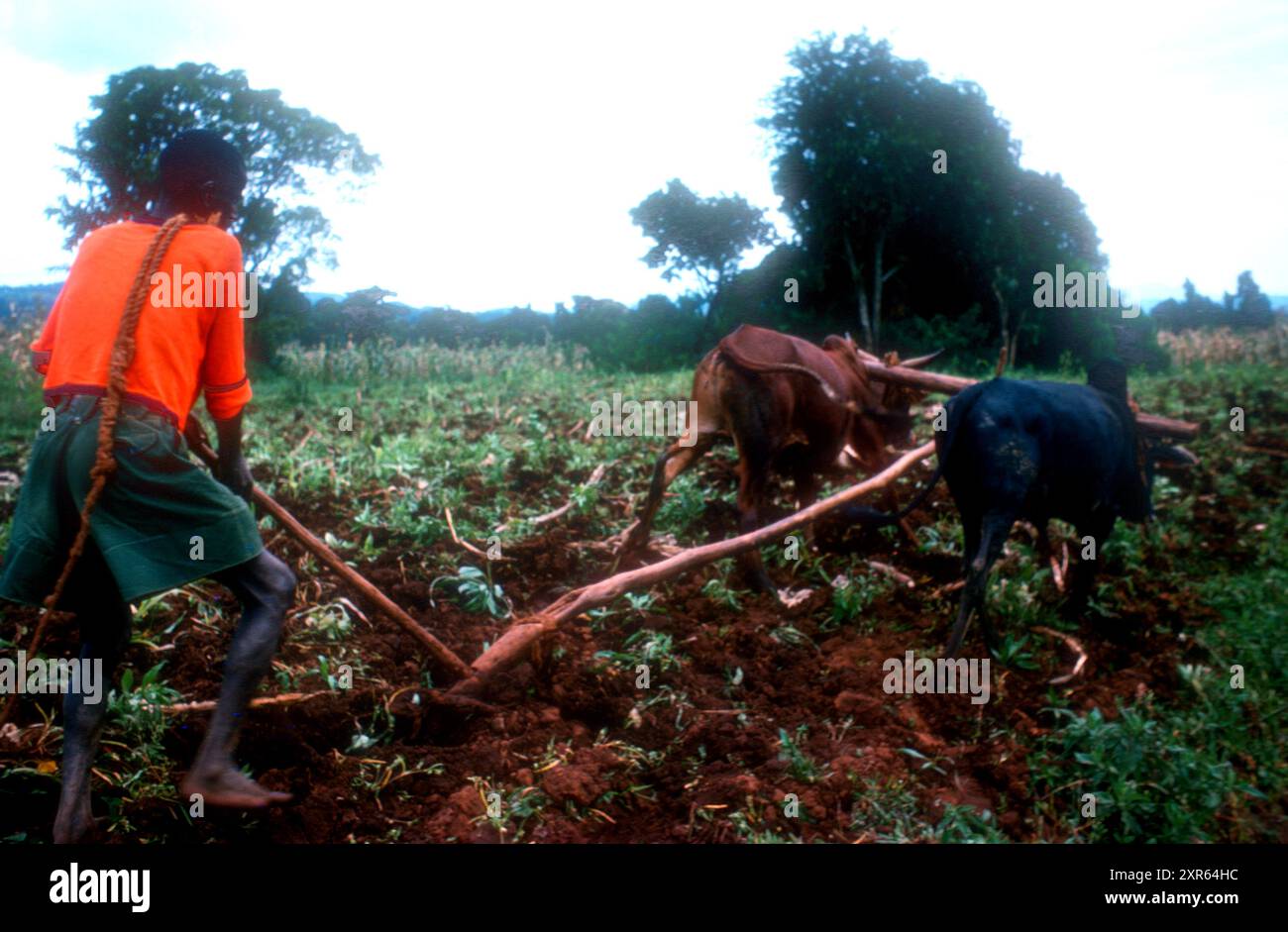A farmer using a tradtional wooden plough pulled by oxen, Arba MInch ...