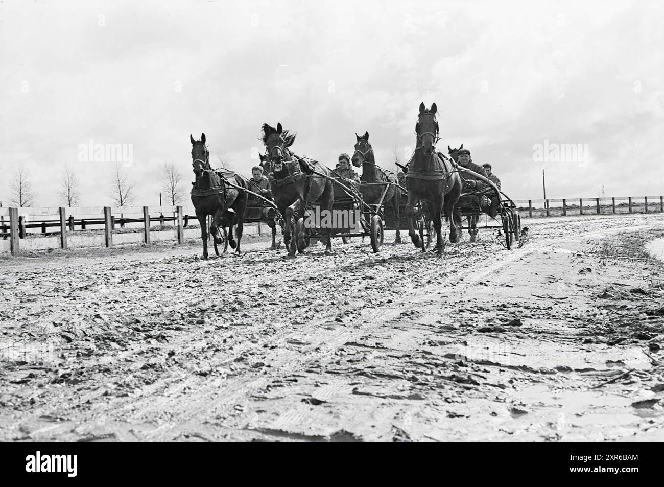 Harnessing. Horses with sulkies, Whizgle Dutch News: Historic Images ...