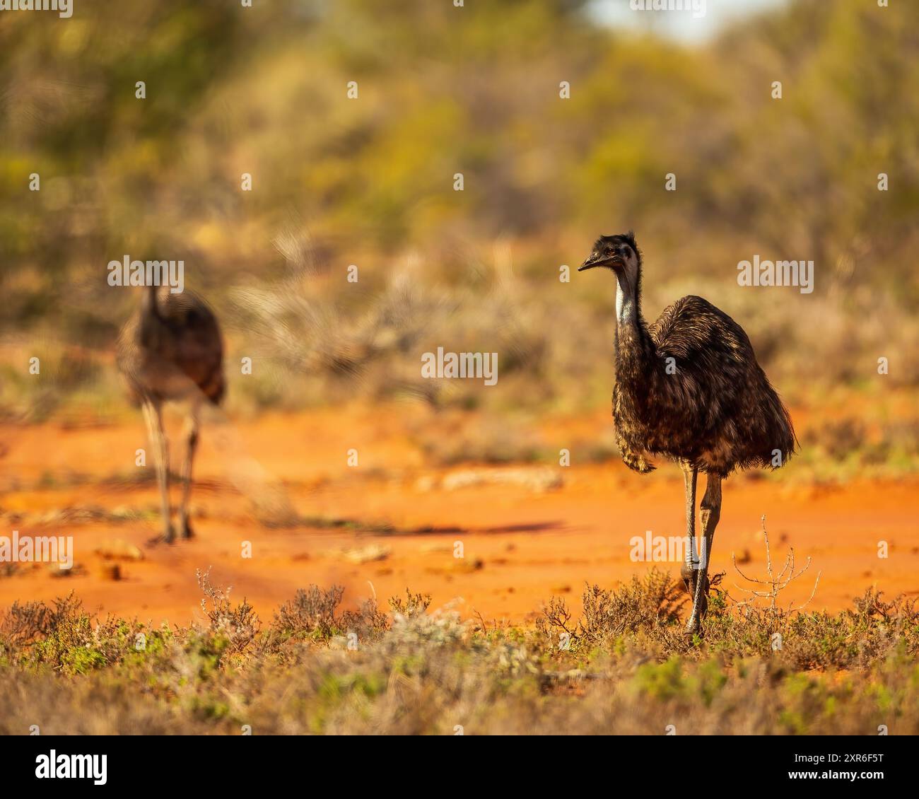 The Emu (Dromaius novaehollandiae) is the largest bird on the ...