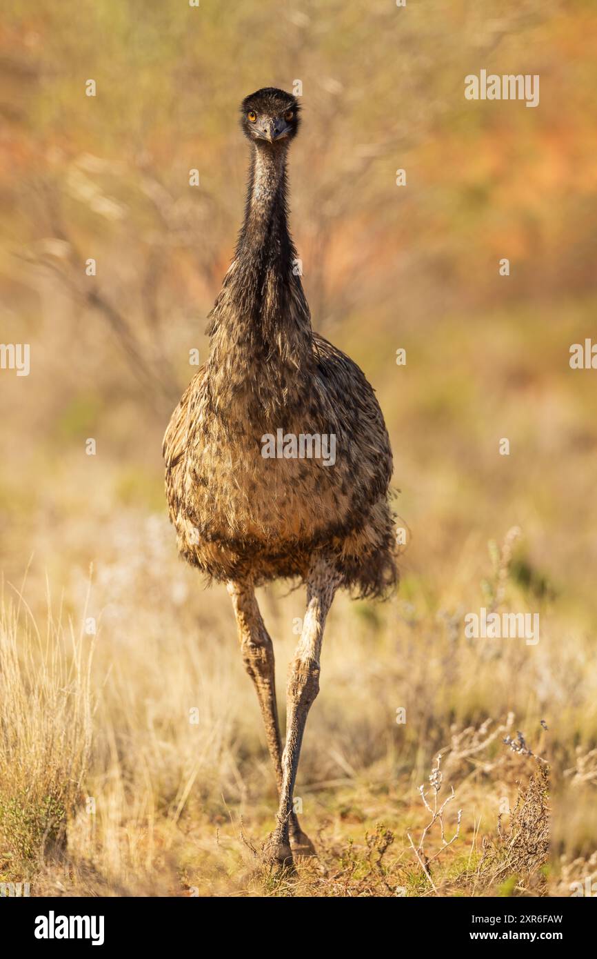 The Emu (Dromaius novaehollandiae) is the largest bird on the ...