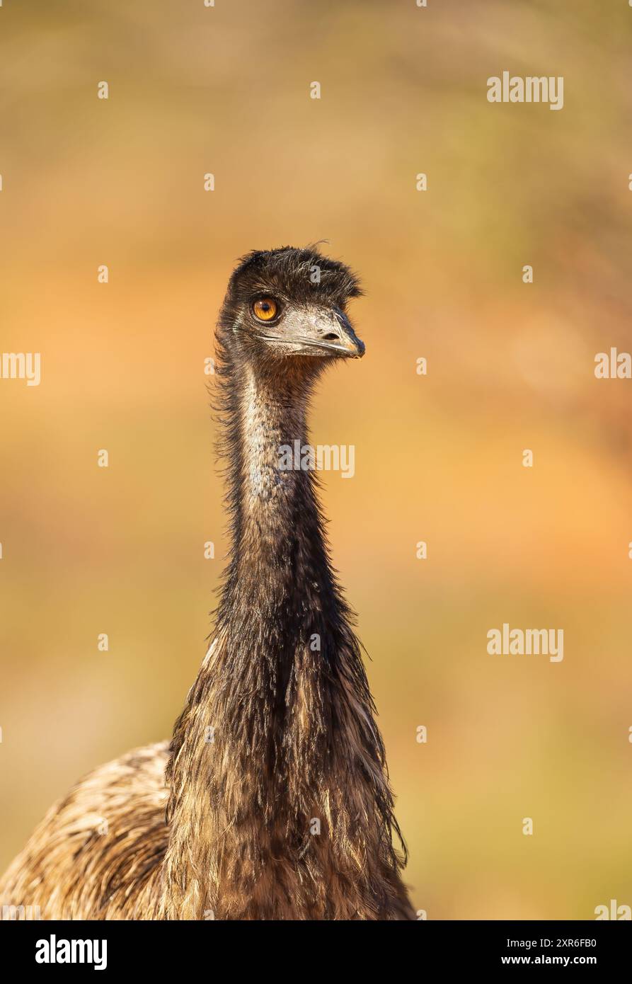 The Emu (Dromaius novaehollandiae) is the largest bird on the ...