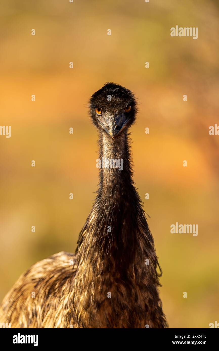 The Emu (Dromaius novaehollandiae) is the largest bird on the ...