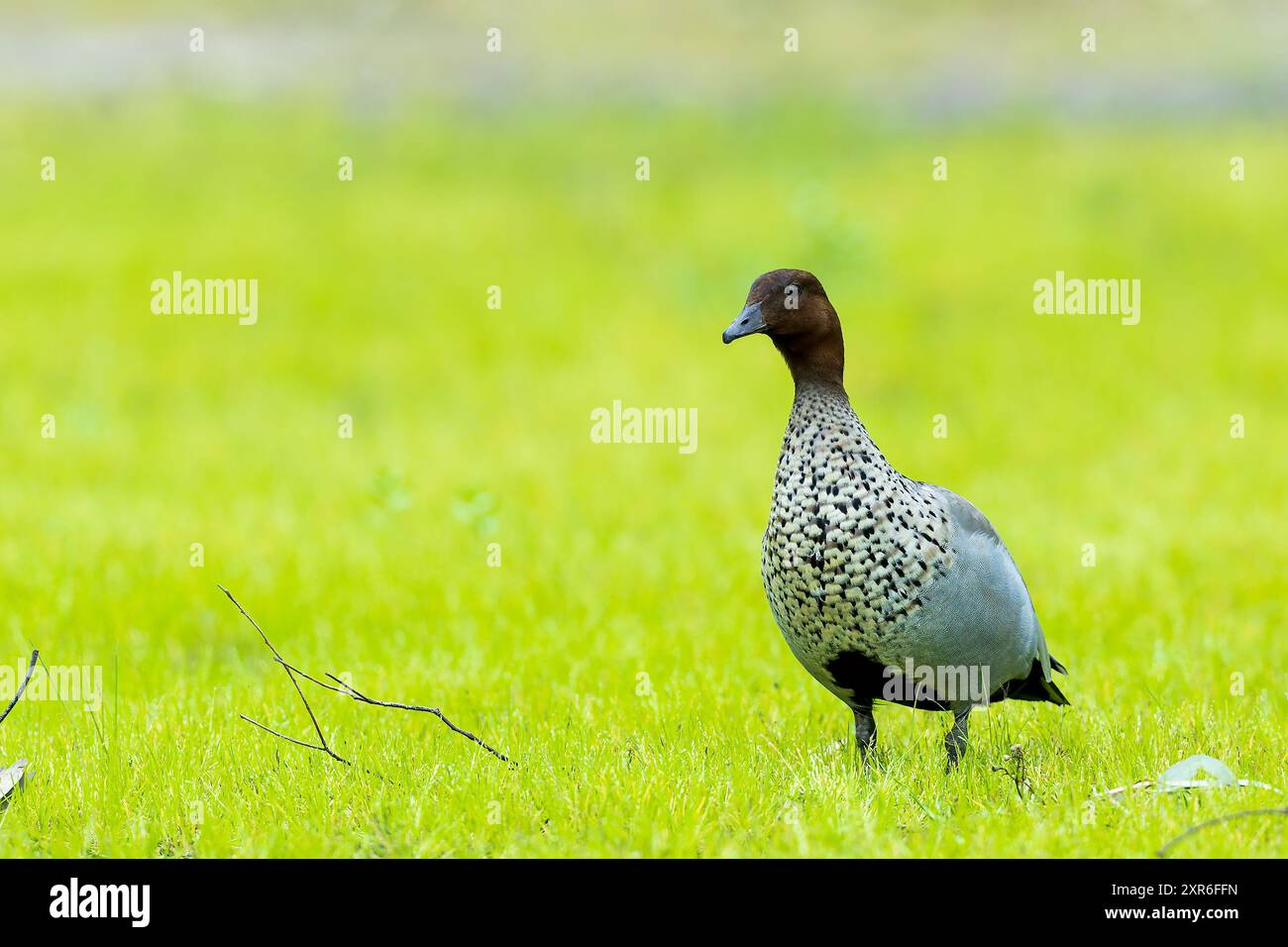 Maned Duck (Chenonetta jubata); a common Australian wild bird that also ...