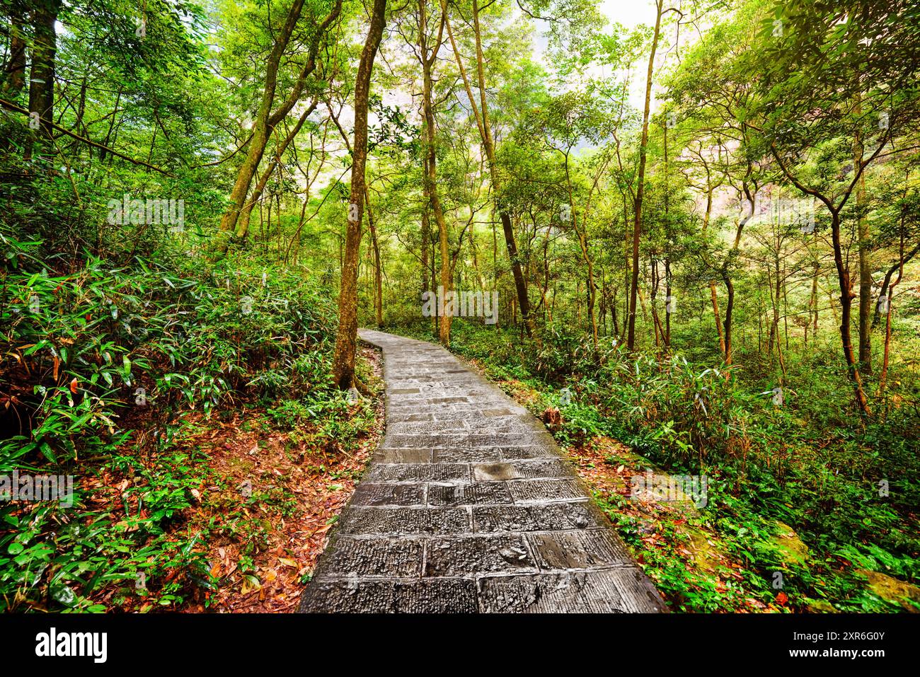 Scenic stone walkway across green woods. Summer landscape Stock Photo ...