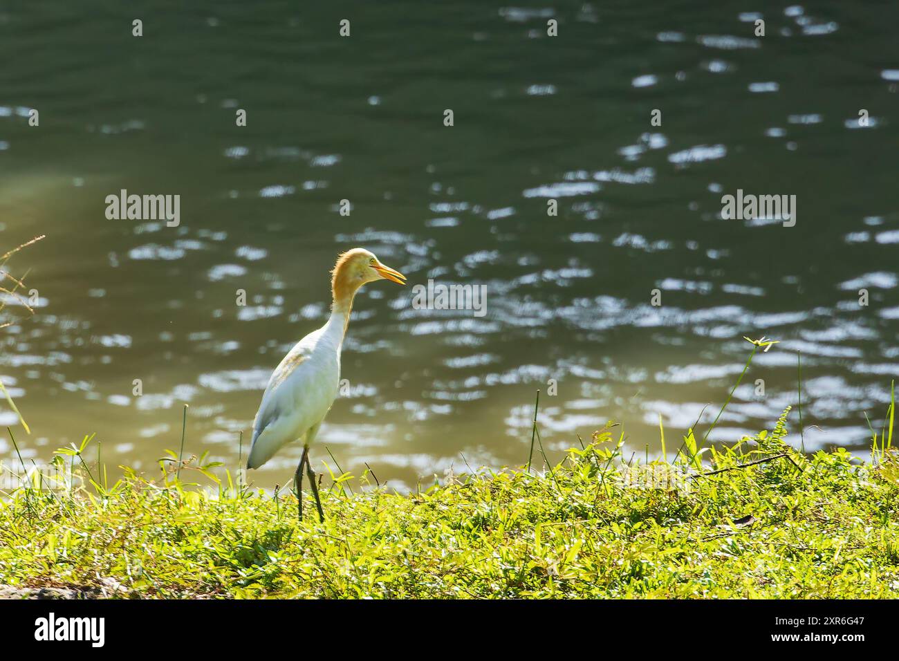 An Eastern Cattle Egret (Bubulcus coromandus) in transition to its ...