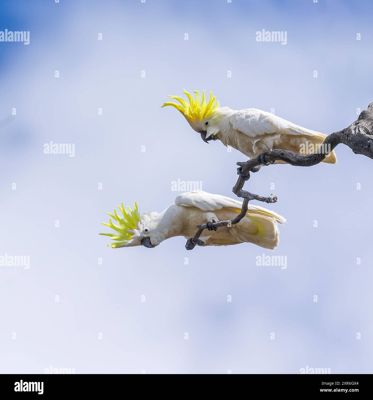 The Sulphur-crested Cockatoo (Cacatua galerita) is a large, striking ...