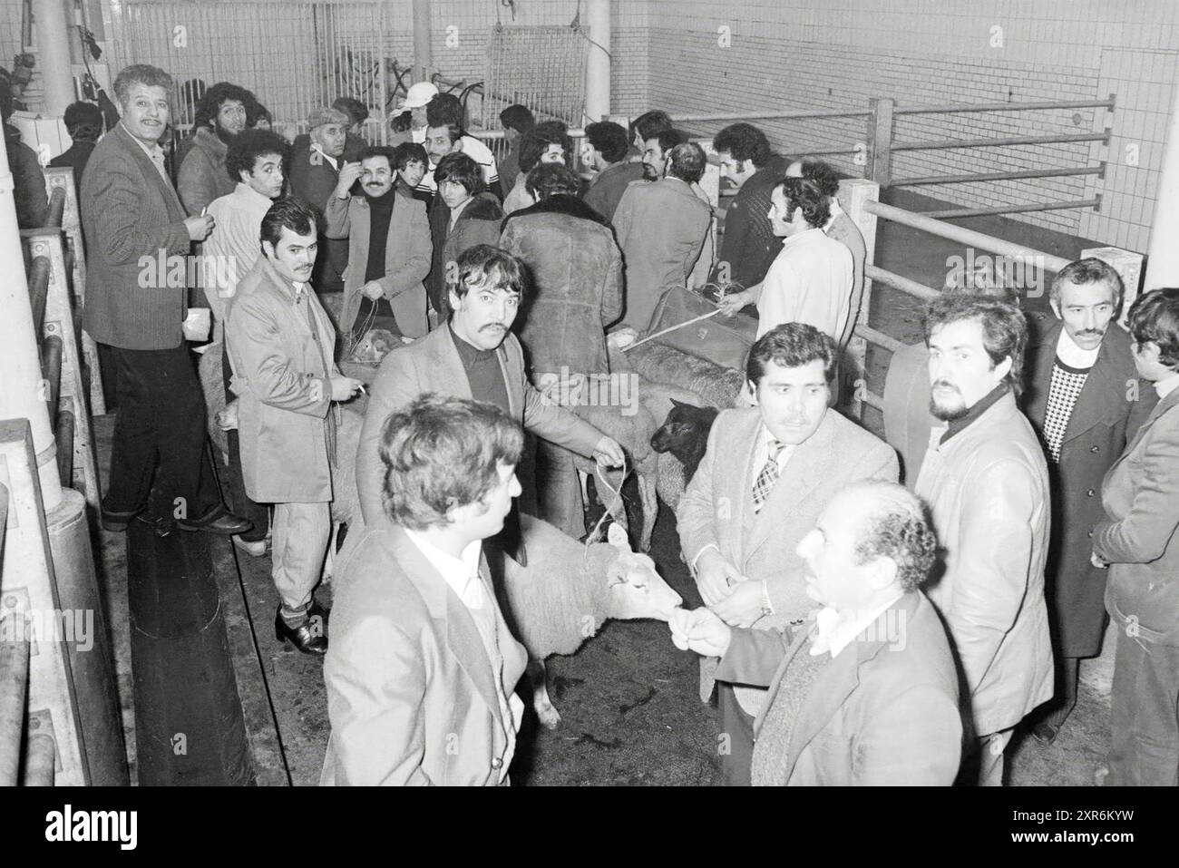 Group of men with sheep near a fence, 12-11-1978 Stock Photo - Alamy
