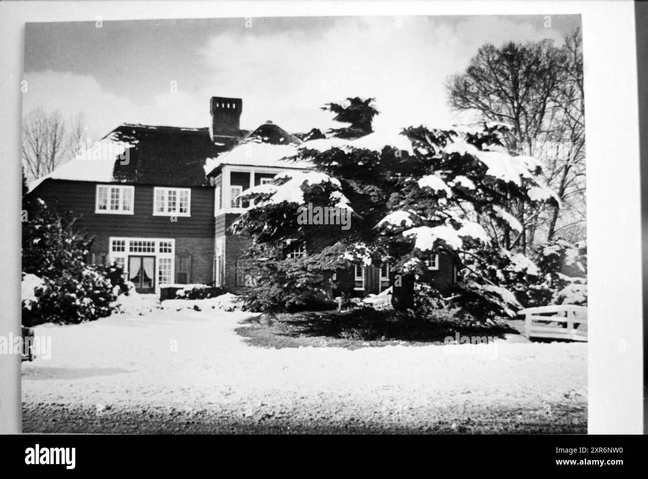 300-year-old cedar tree fallen, Trees, 24-01-1984, Whizgle Dutch News ...