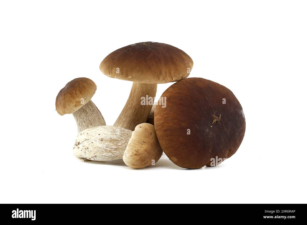 Group of fresh porcini mushrooms displayed on a white background ...