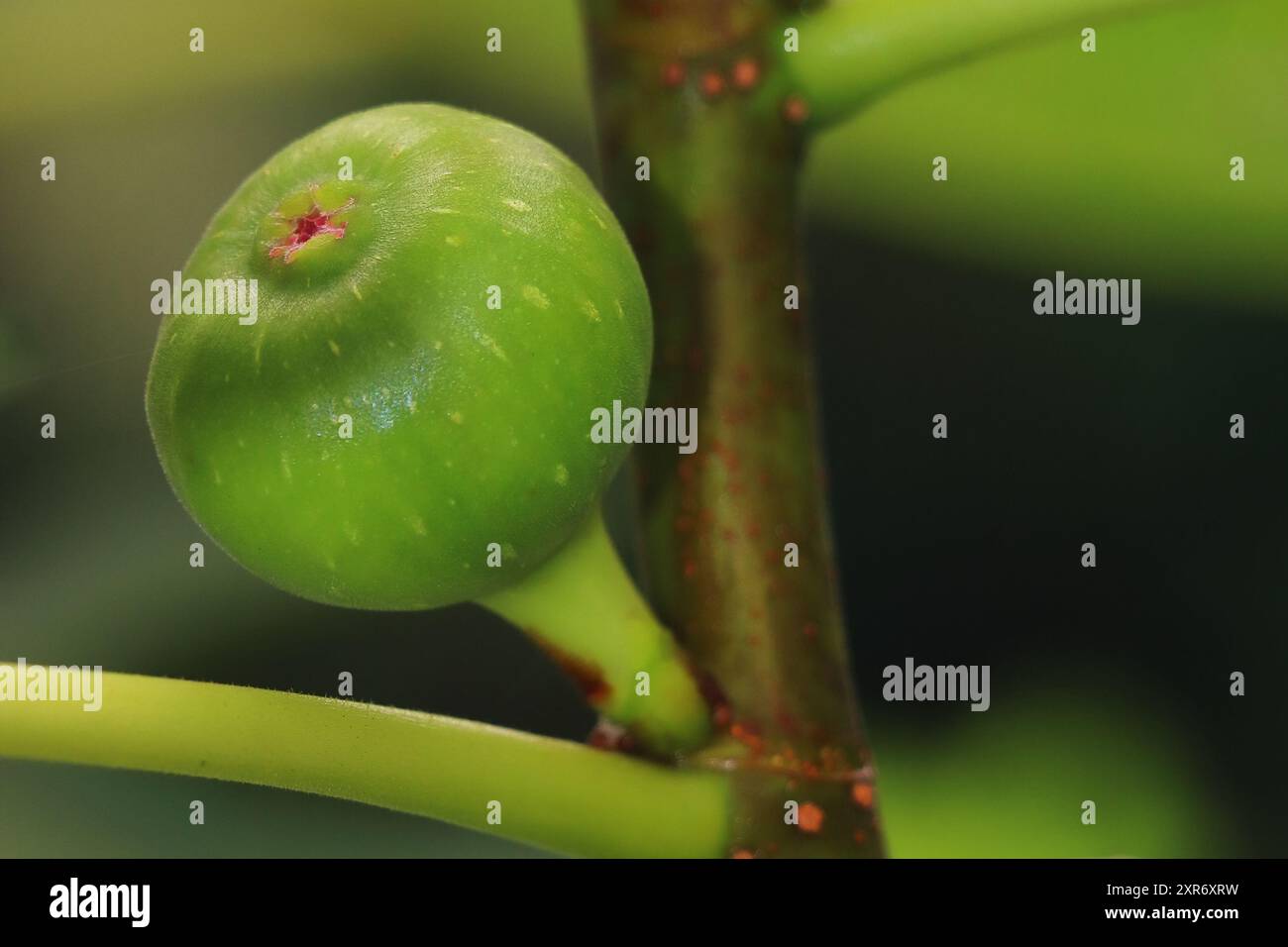 organic and fresh green color fig on a fig tree, exotic sub-tropical ...