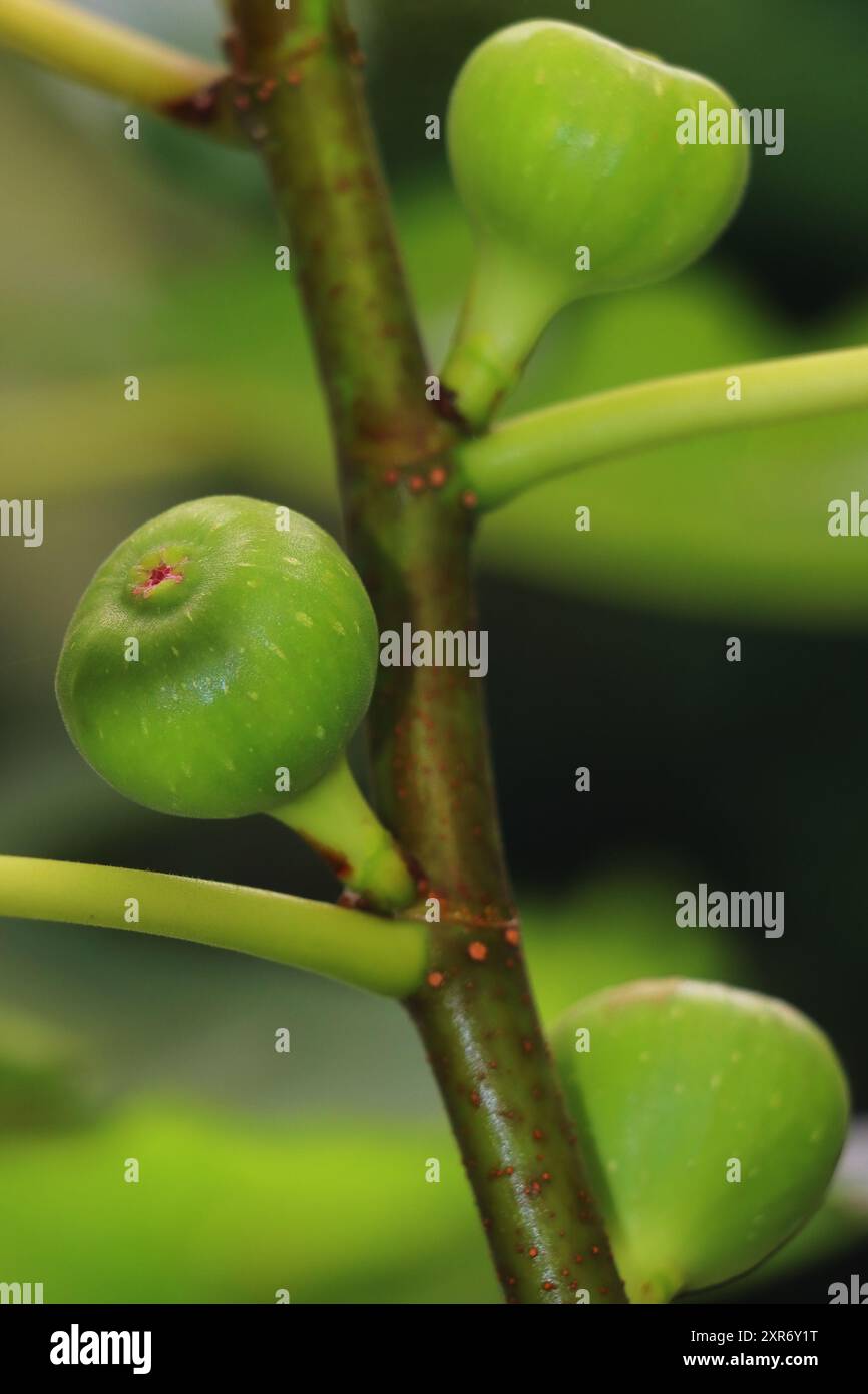 organic and fresh green color fig on a fig tree, exotic sub-tropical ...