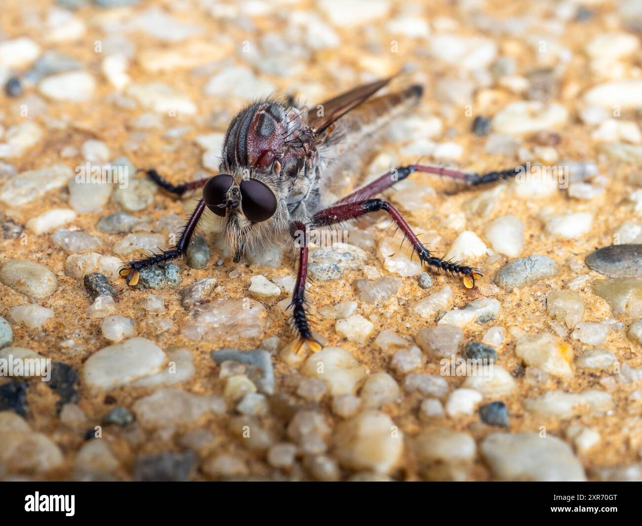 Australian robber flies hi-res stock photography and images - Alamy