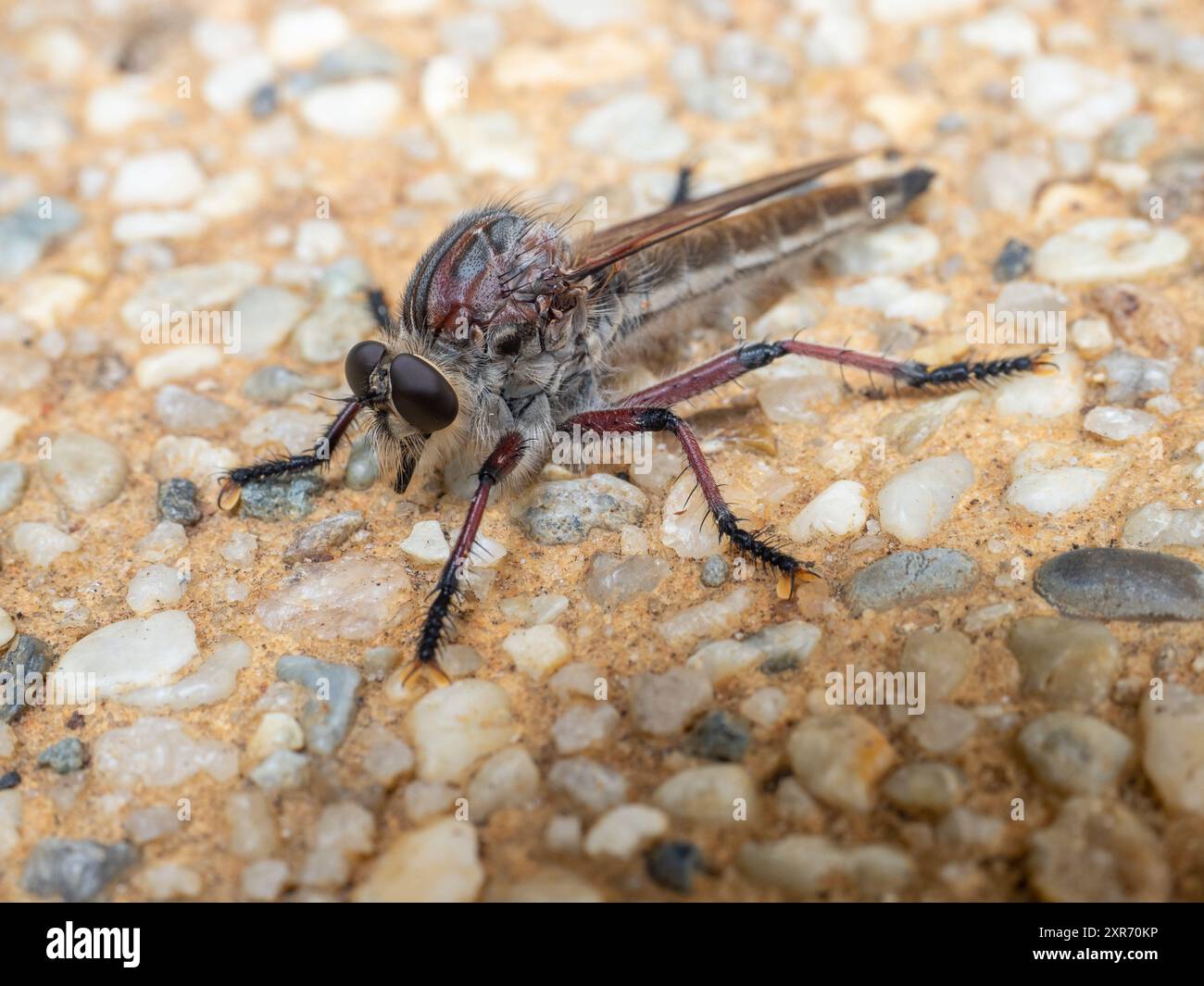 Australian robber flies hi-res stock photography and images - Alamy