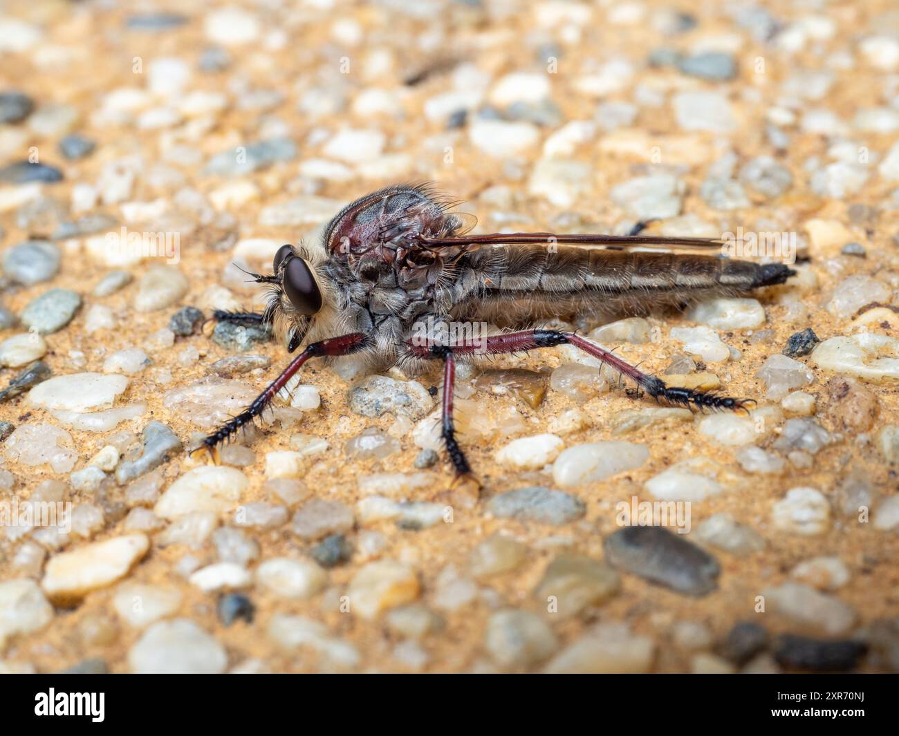 Australian robber flies hi-res stock photography and images - Alamy