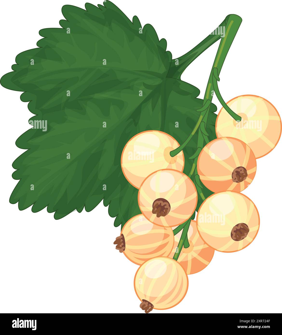 Branch of ripe white currant with a green leaf hanging from a green ...