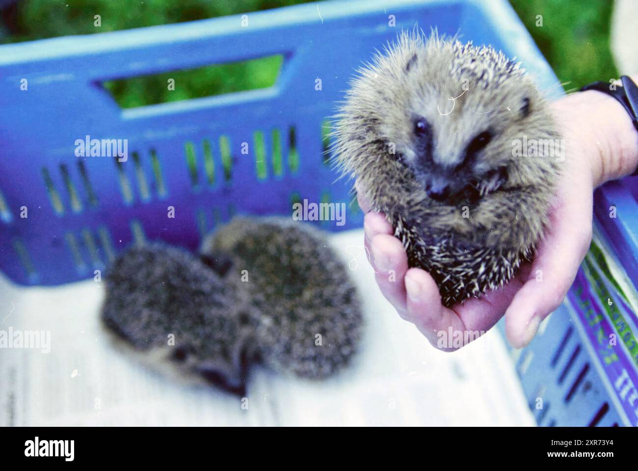 Hedgehog shelter, IJmuiden, IJmuiden, The Netherlands, 04-10-1999 ...