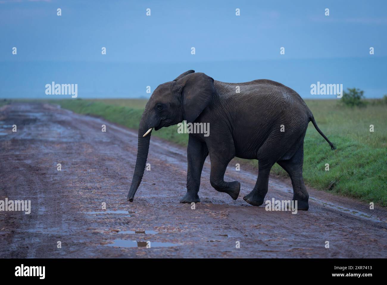 African bush elephant crosses road in savannah Stock Photo - Alamy