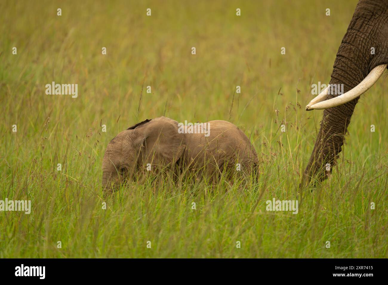 African bush elephant calf stands before mother Stock Photo - Alamy