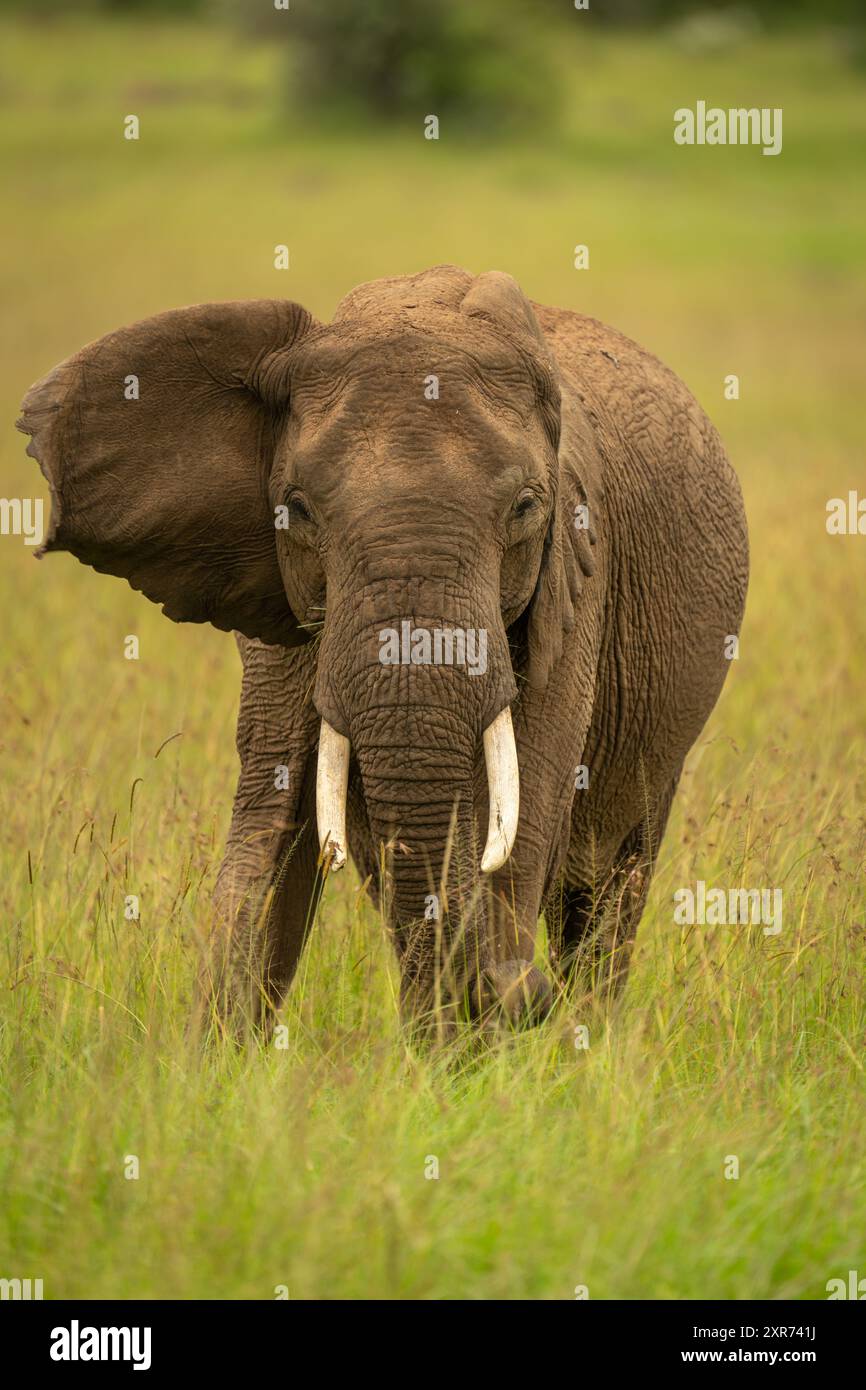 African bush elephant stands flapping one ear Stock Photo - Alamy