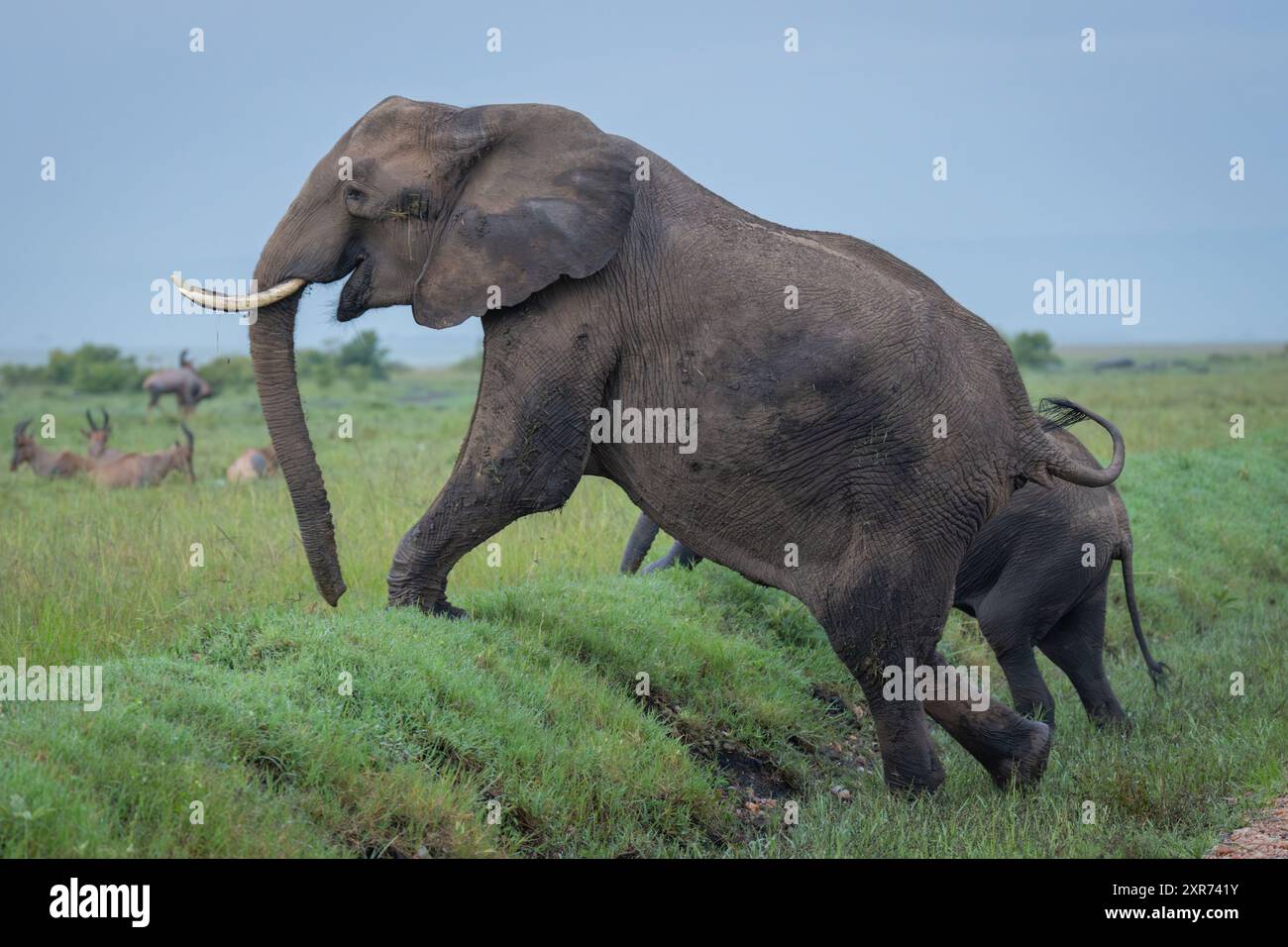 African bush elephants climbing bank in savannah Stock Photo - Alamy
