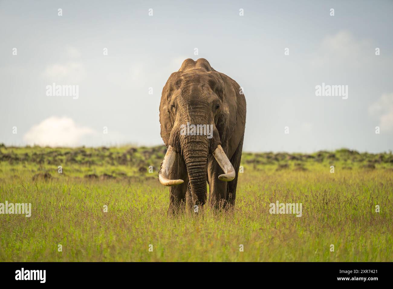 African bush elephant stands showing long tusks Stock Photo - Alamy