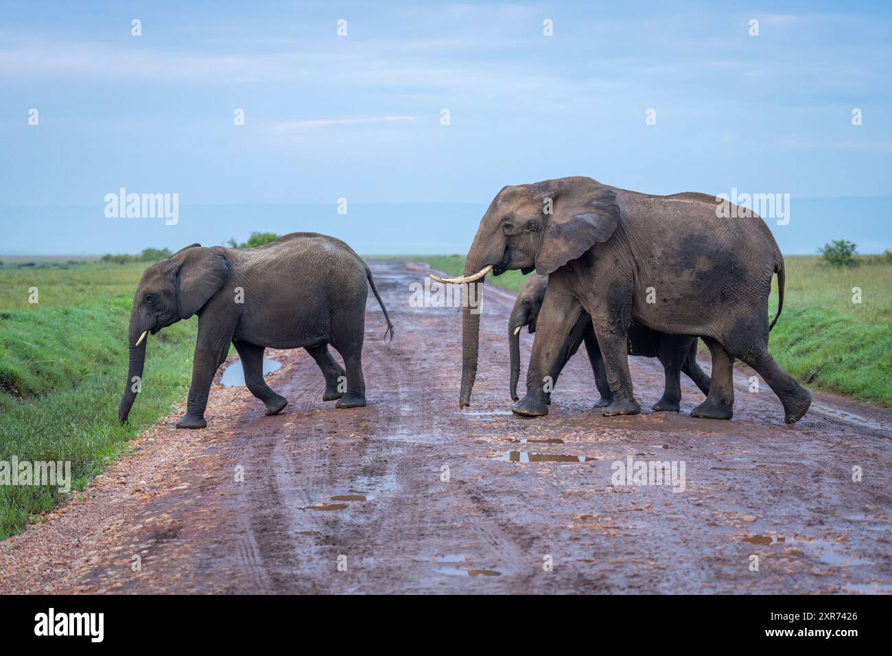 African bush elephants cross road in savannah Stock Photo - Alamy