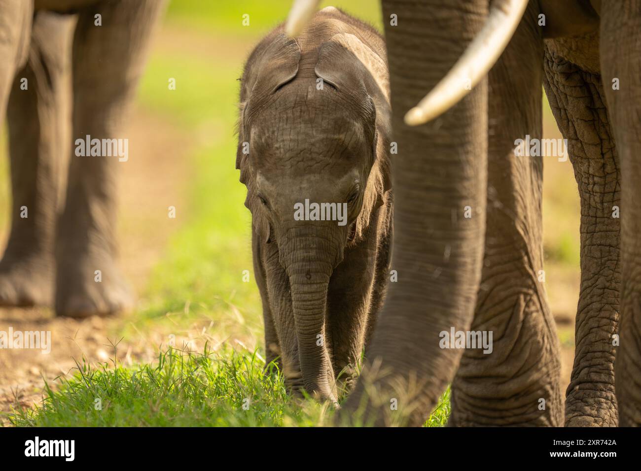 Baby African bush elephant hiding behind mother Stock Photo - Alamy
