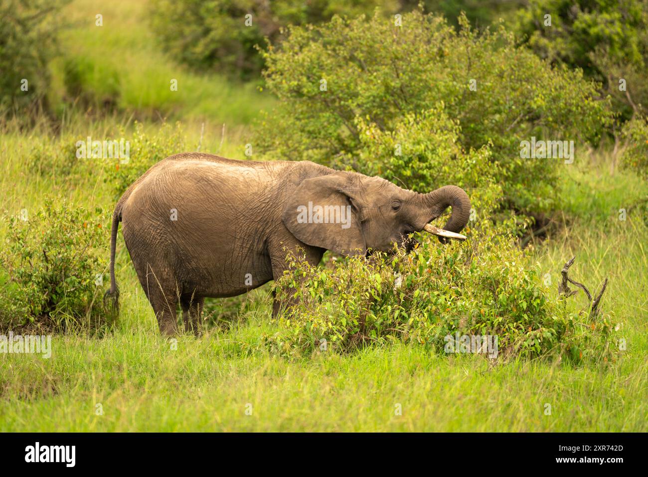 African elephant stands behind bush curling trunk Stock Photo - Alamy