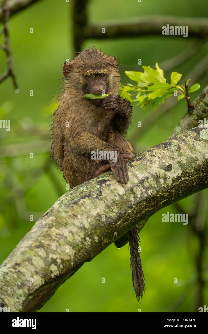 Baby olive baboon eats leaf in tree Stock Photo - Alamy