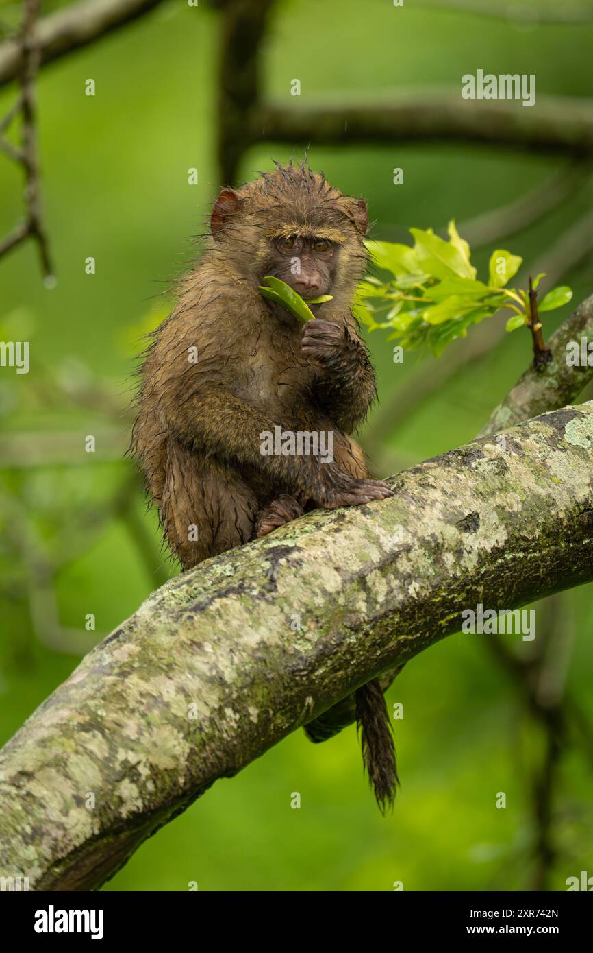 Olive baboon in maasai mara hi-res stock photography and images - Alamy