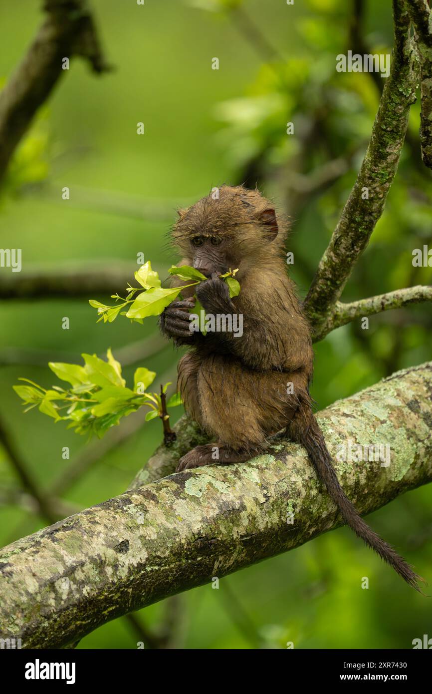 Baby olive baboon holds branch in tree Stock Photo - Alamy
