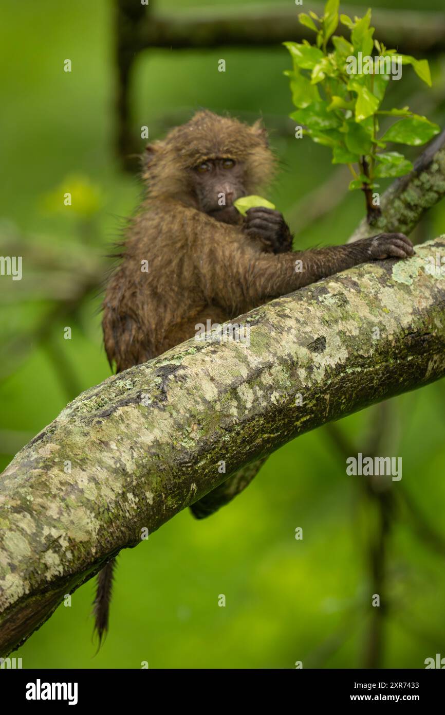 Baby olive baboon eats leaf on branch Stock Photo - Alamy