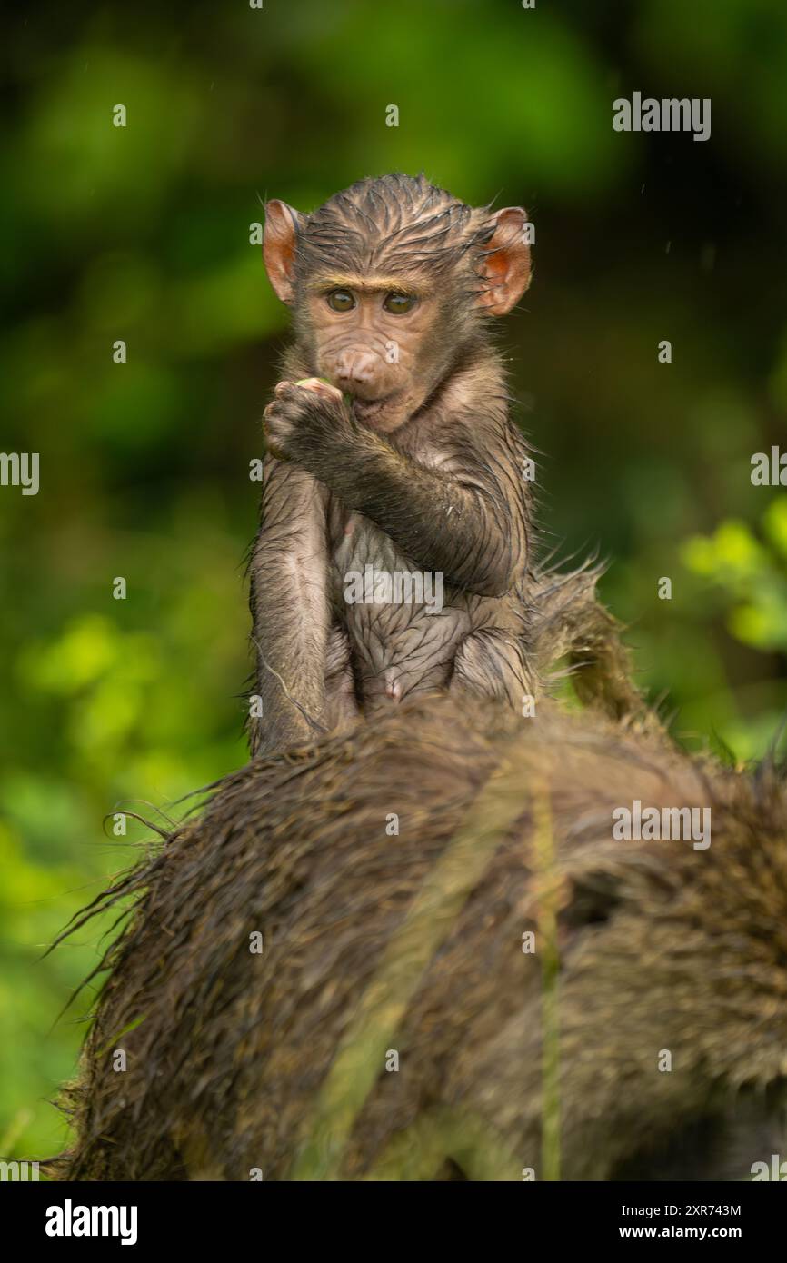 Olive baboon in maasai mara hi-res stock photography and images - Alamy