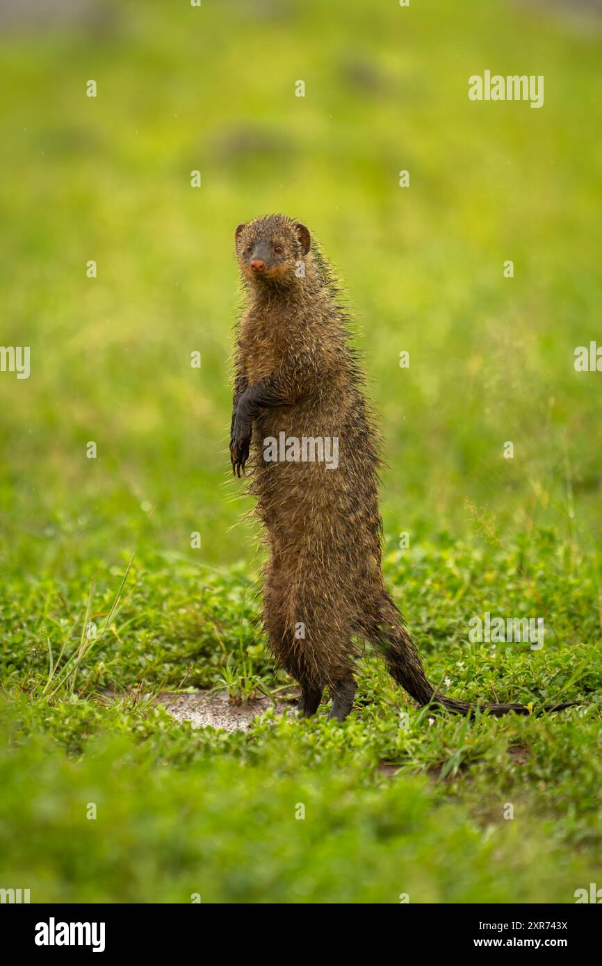 Banded mongoose watching camera on hind legs Stock Photo - Alamy
