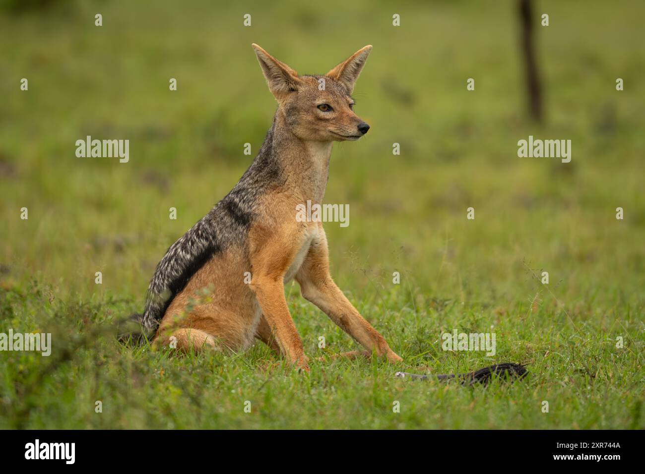 Black-backed jackal sits with tail on grass Stock Photo - Alamy