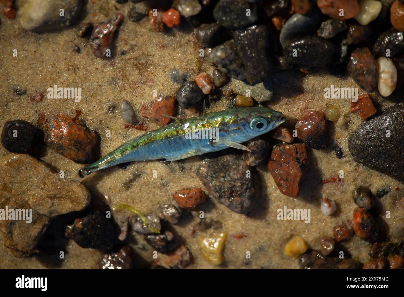 Small fish washed up on the beach by the waves Stock Photo - Alamy
