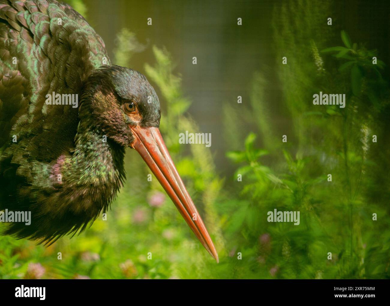 Detail close-up portrait of bird. Bird Black Stork with red bill ...