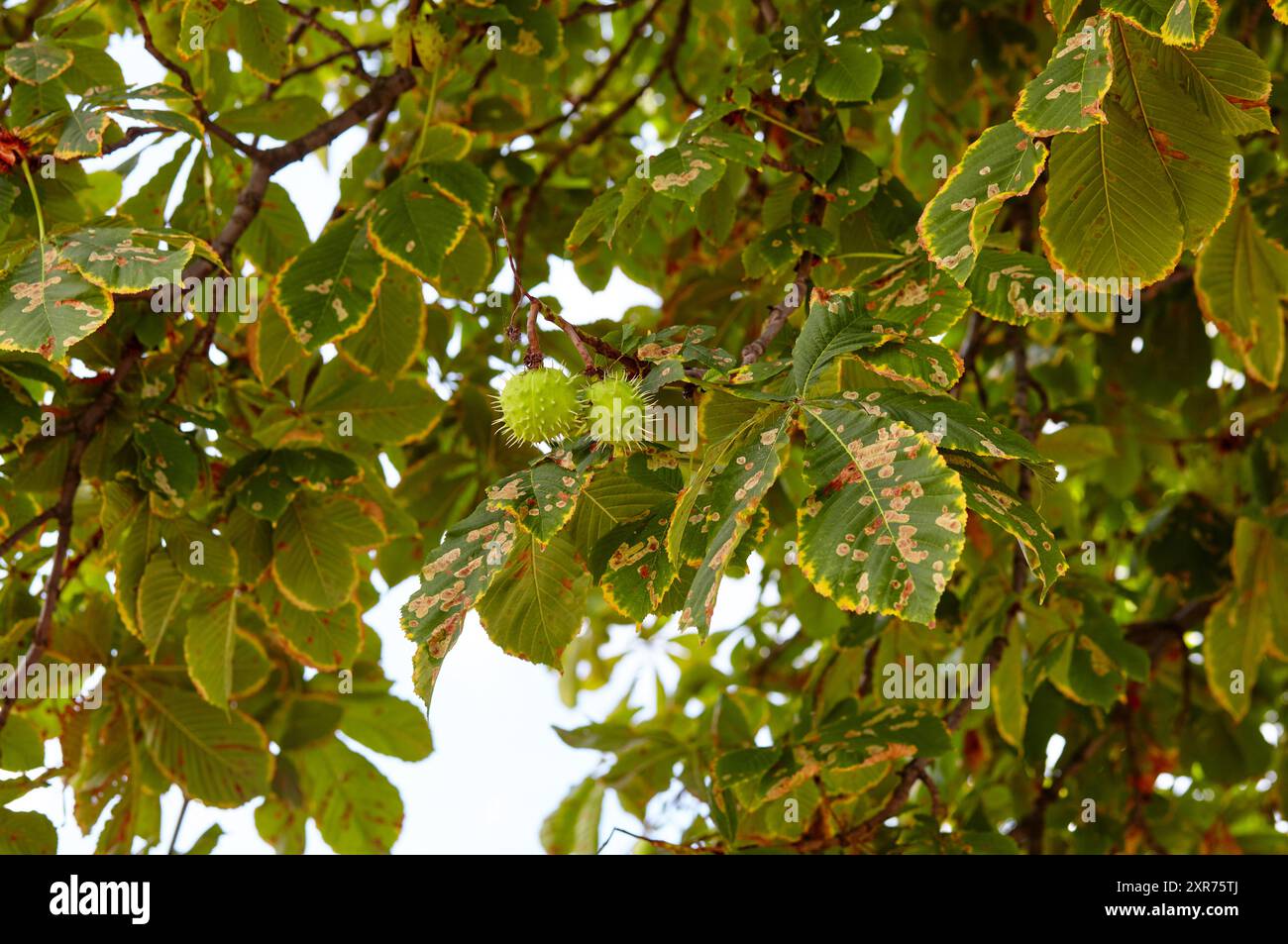 Abstract image of ripe chestnut in autumn park. Horse-chestnuts on ...