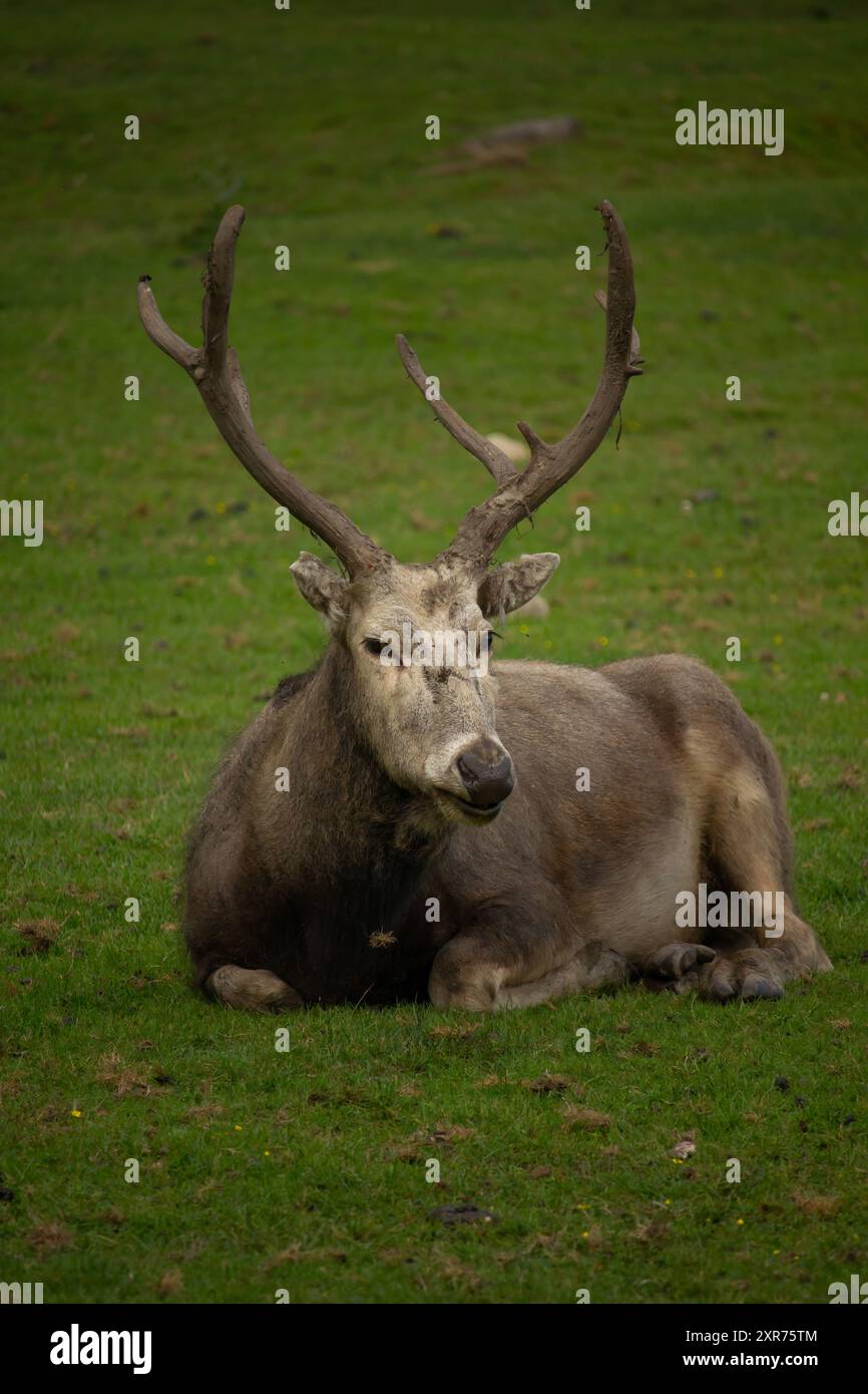 Milu park hi-res stock photography and images - Alamy