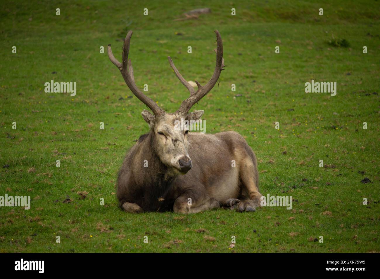 Milu park hi-res stock photography and images - Alamy