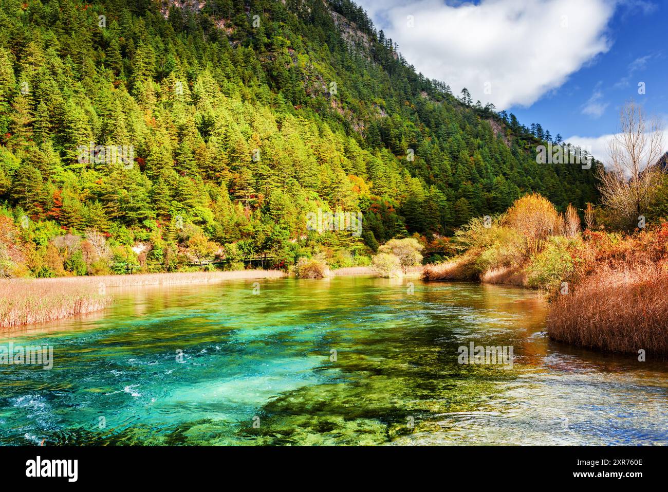 River with azure crystal water among evergreen woods Stock Photo - Alamy