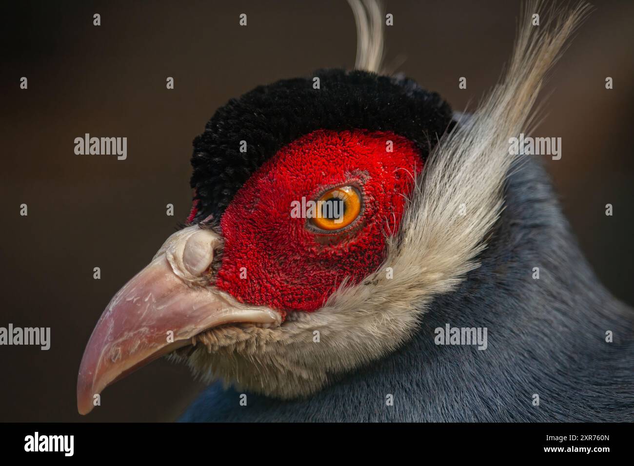 Blue eared pheasant head. Portrait of Crossoptilon auritum colorful ...