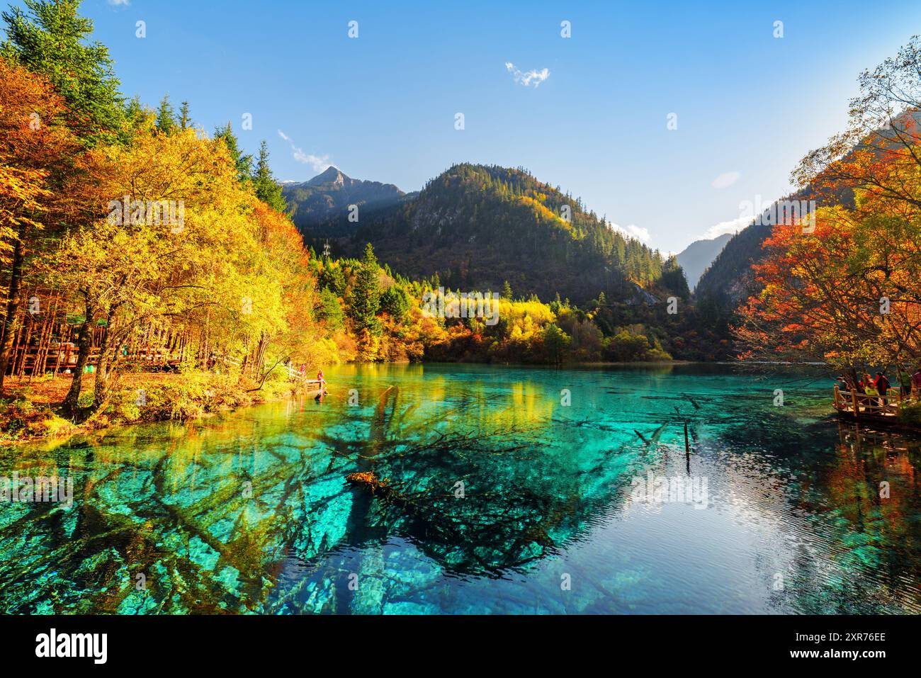 Beautiful view of submerged tree trunks in the Five Flower Lake Stock ...