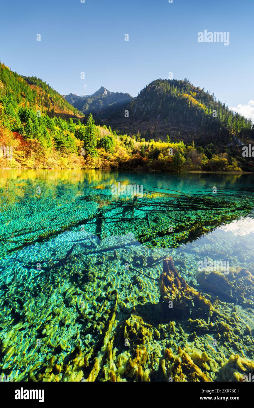 Submerged tree trunks in crystal water of the Five Flower Lake Stock ...