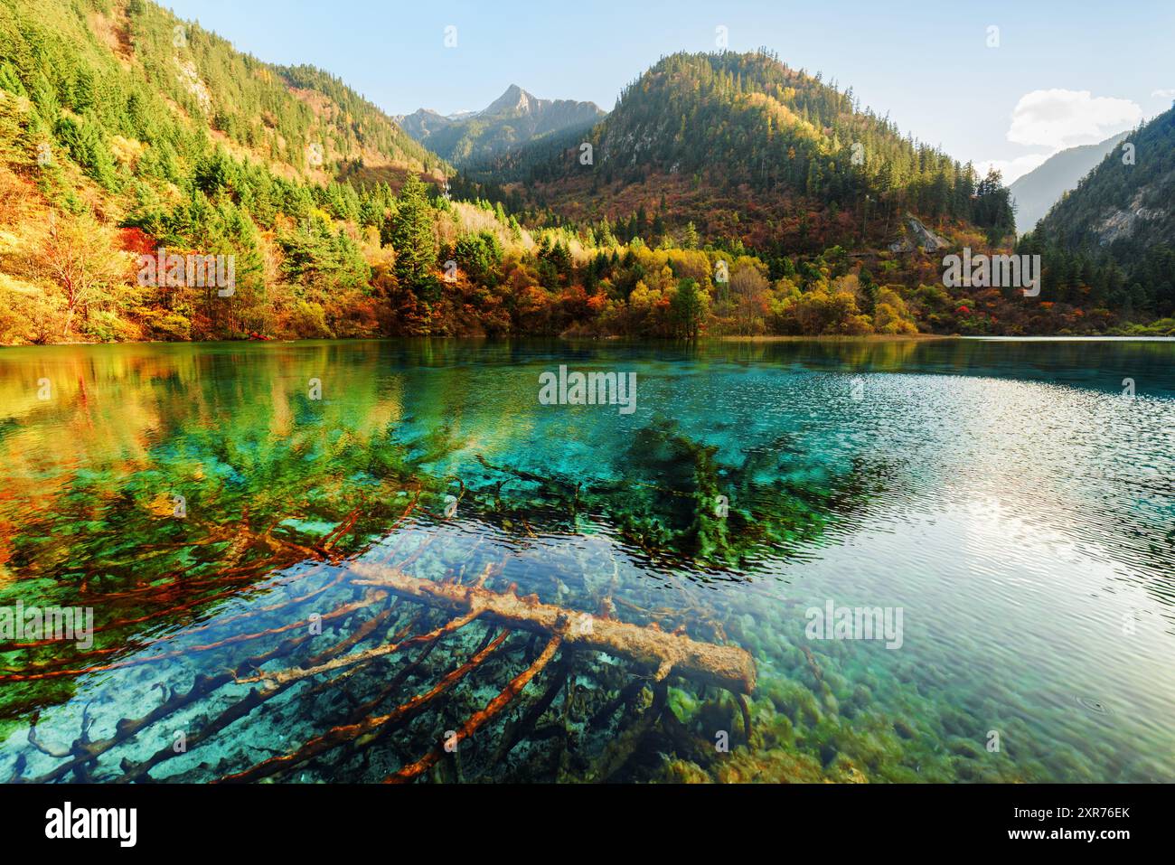 Submerged fallen trees in azure water of the Five Flower Lake Stock ...