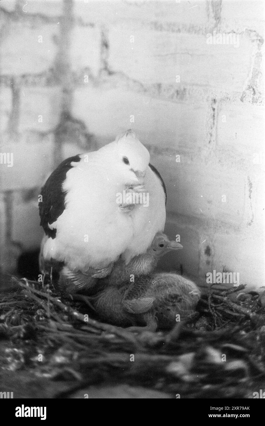 Pigeon with young, Birds, 30-12-1963, Whizgle Dutch News: Historic ...