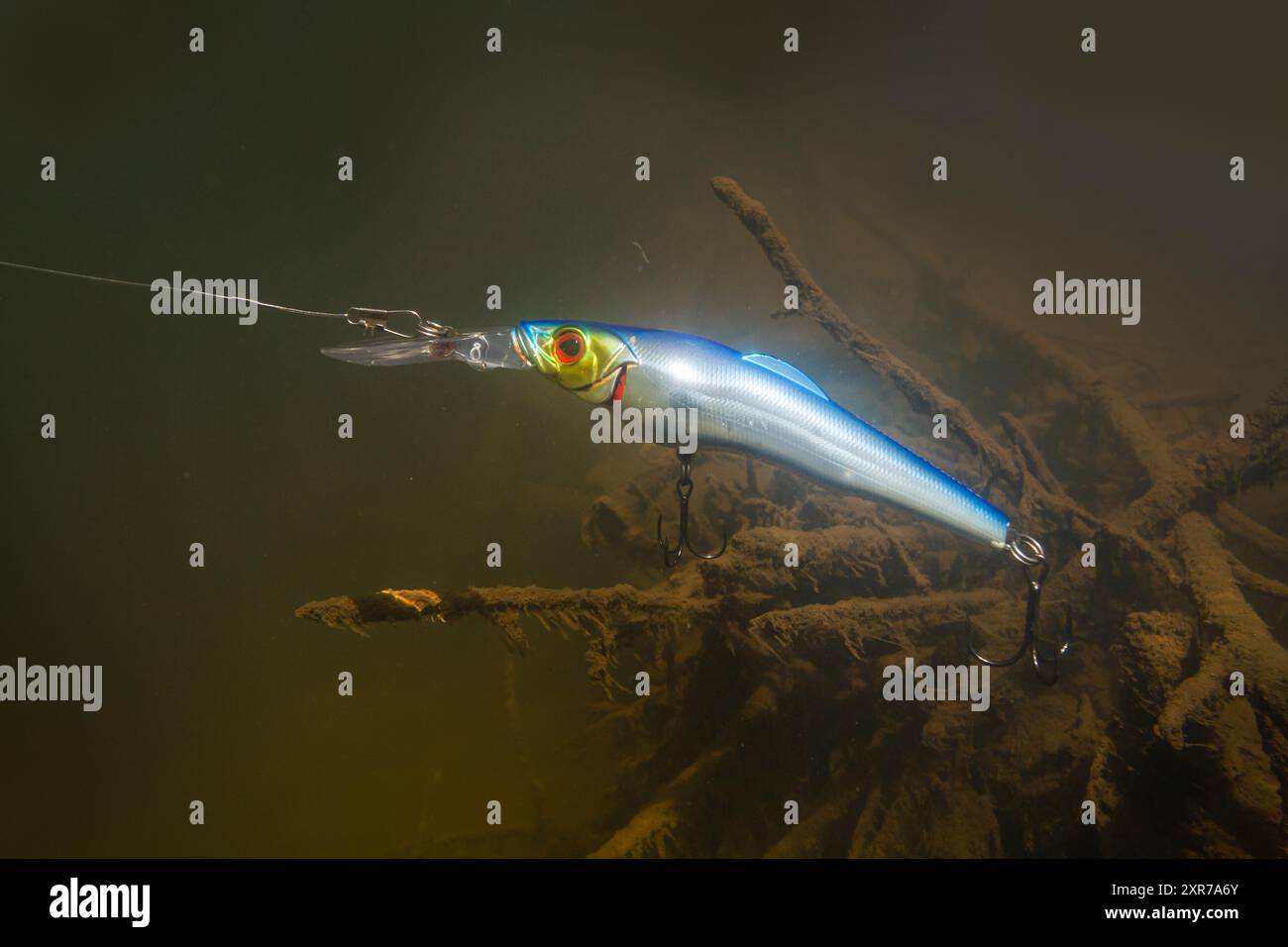 A blue elongated wobbler swims underwater past an old dark snag while ...